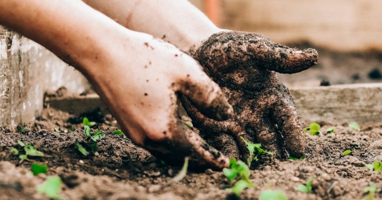 12 Ways To Turn Your Garden Into A Moneymaker - The Garden Magazine