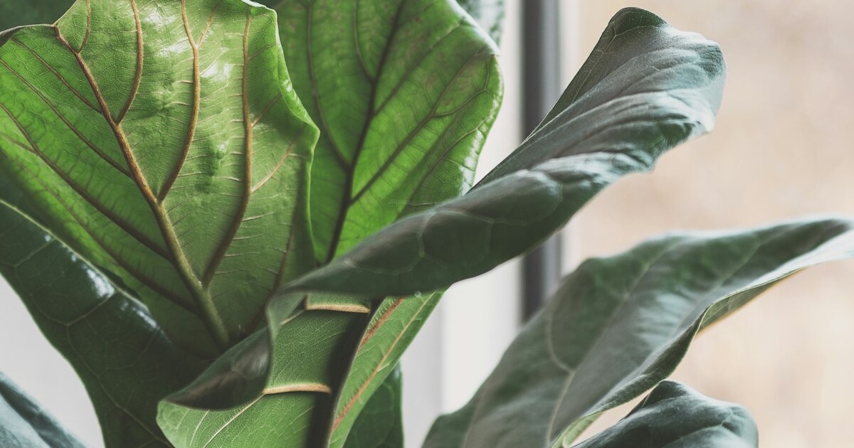 12 Plants That Promote Positive Energy in Your Home - The Garden Magazine