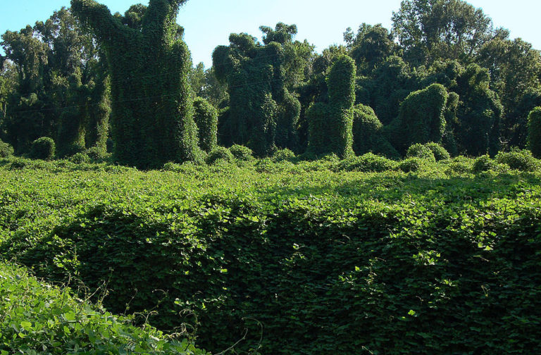22 Plants That Will Take Over If You're Not Careful - The Garden Magazine