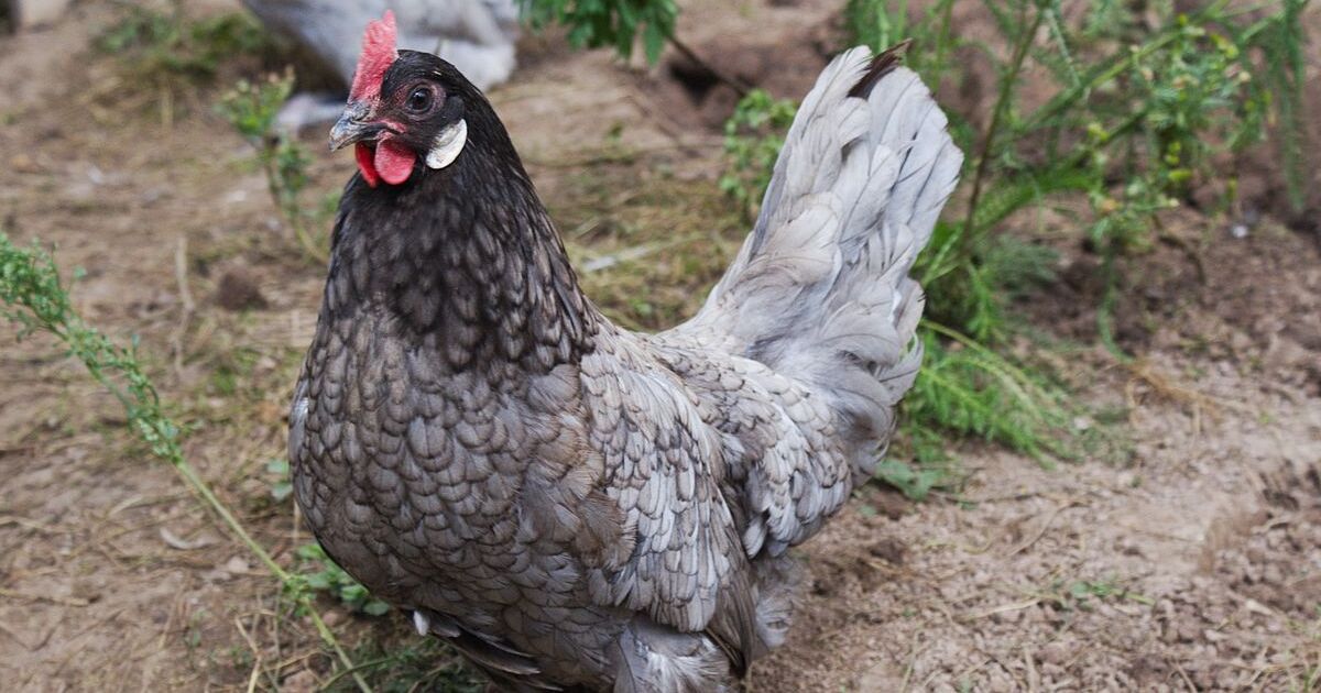 10 Chicken Breeds That Lay Blue Eggs - The Garden Magazine