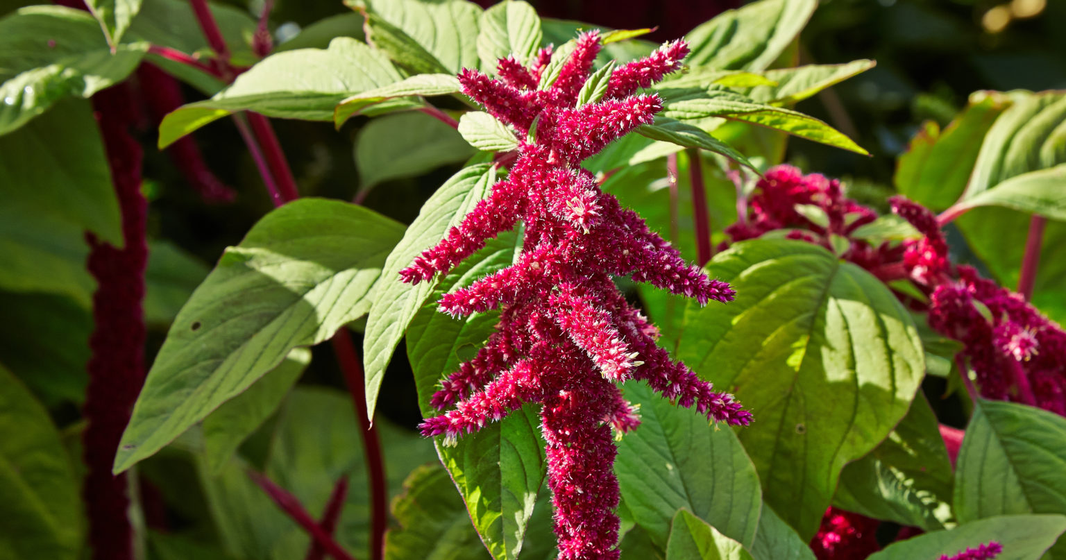 15 Red Flowers For A Dazzling Fall Garden - The Garden Magazine
