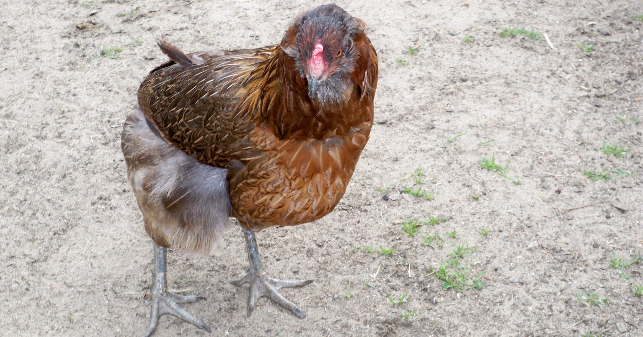 10 Chicken Breeds That Lay Blue Eggs - The Garden Magazine