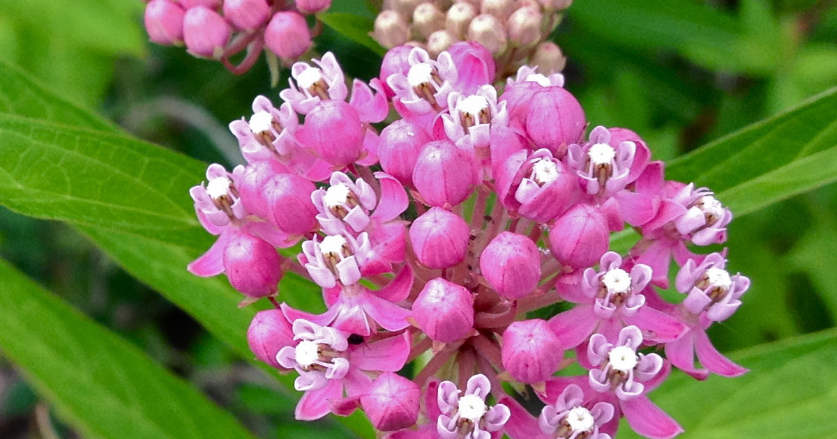Is Milkweed Invasive? Let's Bust Some Common Milkweed Myths - The ...