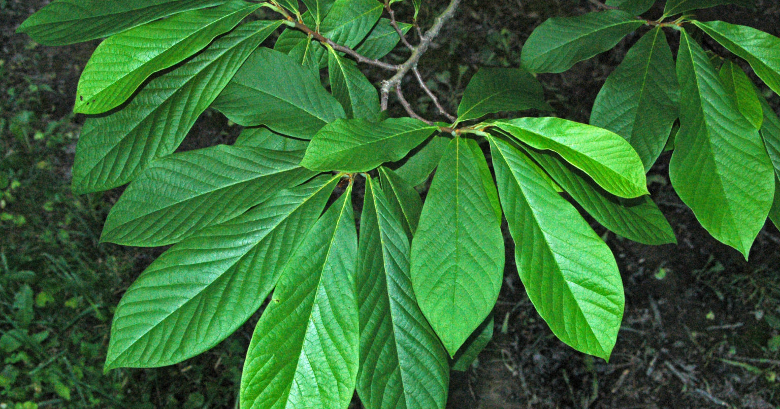 9 Of The Best Fruit Trees That Tolerate Cold Climates - The Garden Magazine