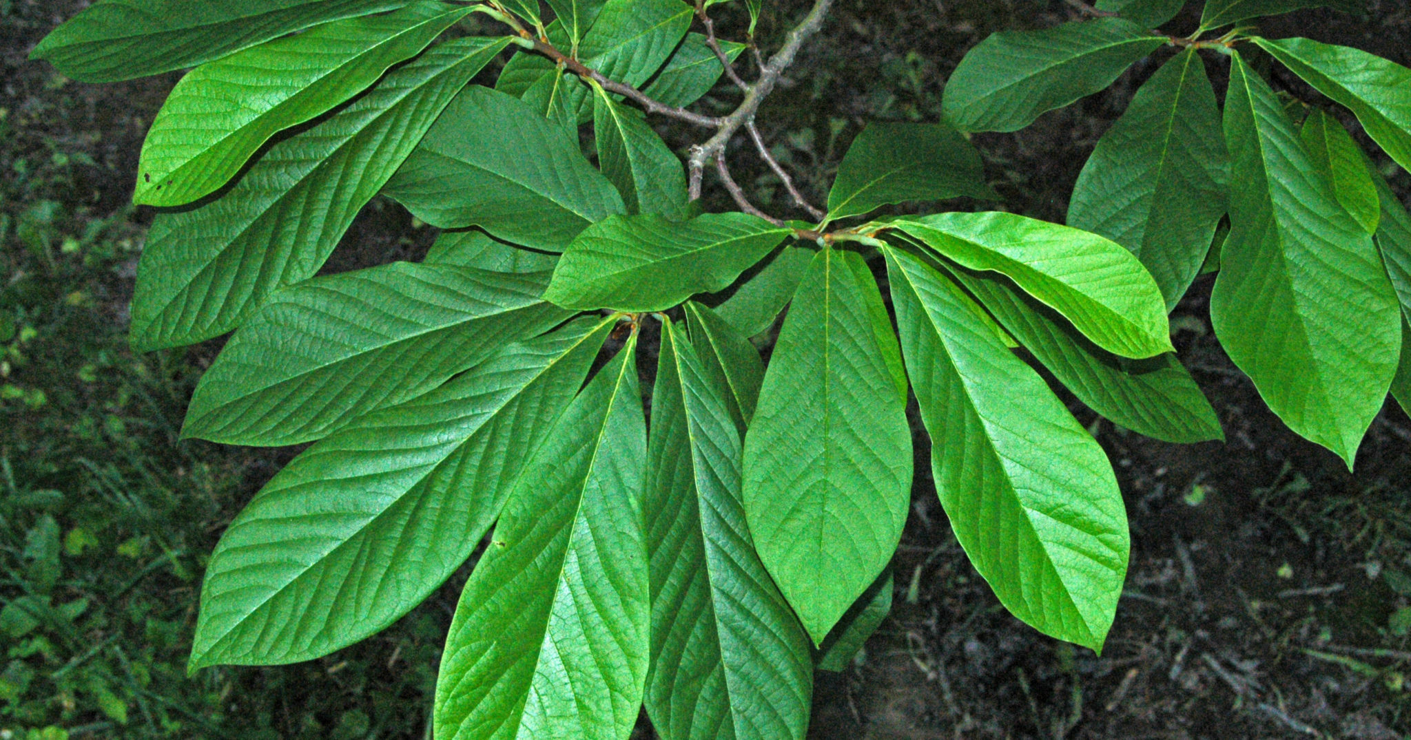 9 Of The Best Fruit Trees That Tolerate Cold Climates - The Garden Magazine