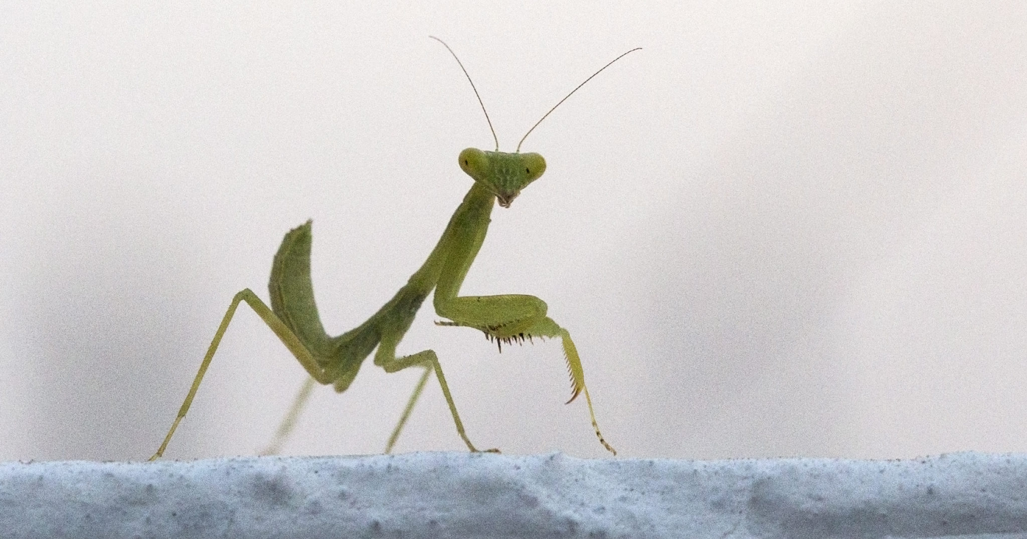 This Is Why You Shouldn't Buy Praying Mantis Eggs For Your Garden - The ...
