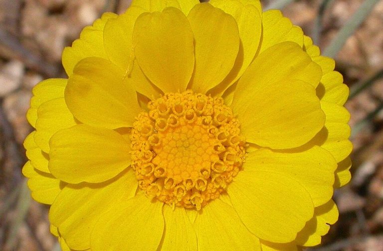 16 Plants That Thrive In Desert Conditions - The Garden Magazine