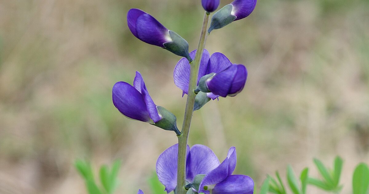 14 Prairie Flowers You Should Grow For a Beautiful Wildflower Meadow ...