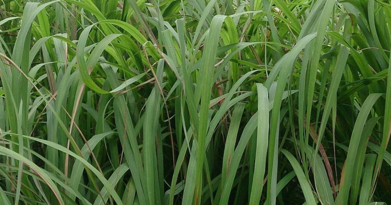 12 Gardening Tips For Growing Citronella - The Garden Magazine