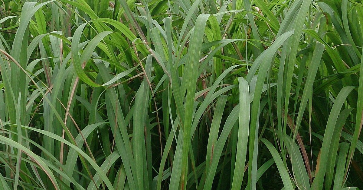 15 Plants That Repel (Or Eat) Flies - The Garden Magazine