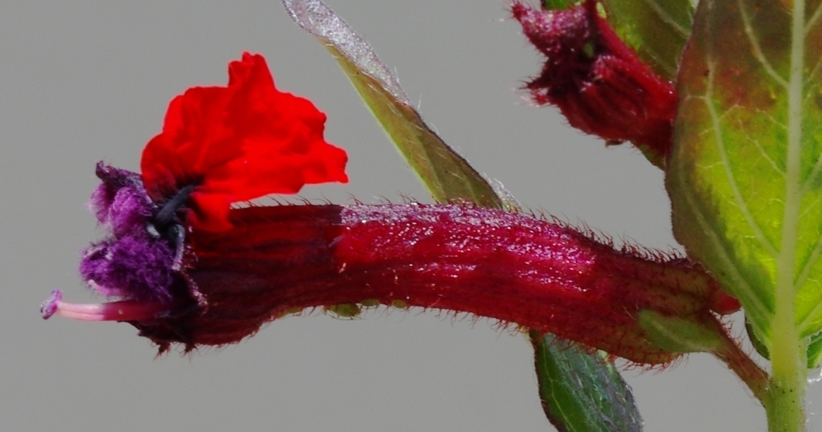 20 Unique Flowers That Will Surprise and Dazzle Guests + 11 Amazing ...