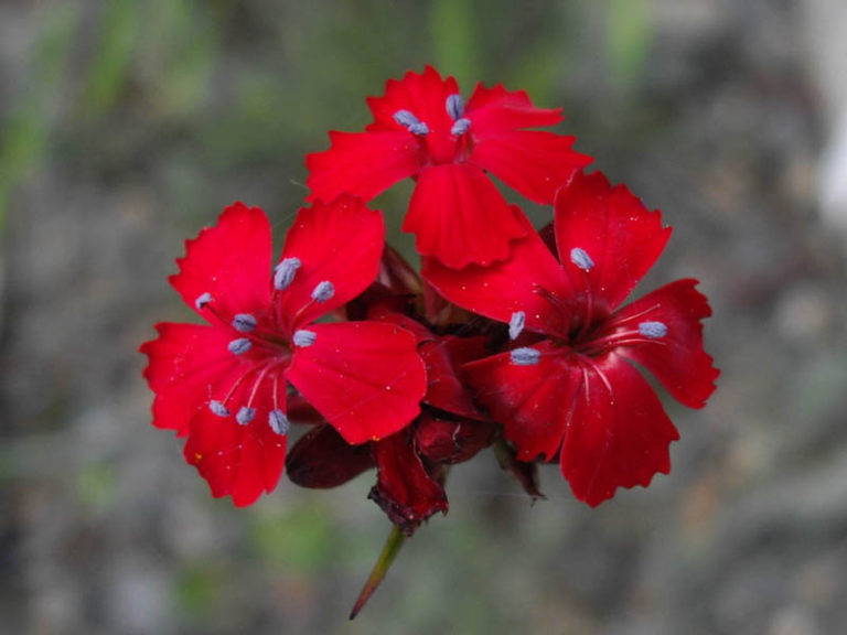 10 Red, White, and Blue Flowers For Your Patriotic Garden - The Garden ...