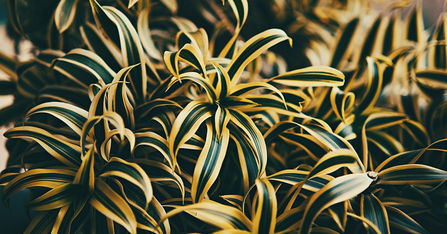 12 Fast-Growing Tall Indoor Plants - The Garden Magazine