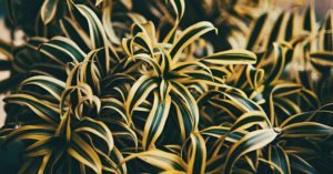 14 Beautiful Plants with Sword Shaped Leaves - The Garden Magazine