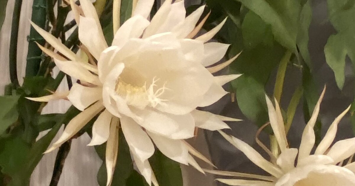 20 Unique Flowers That Will Surprise and Dazzle Guests + 11 Amazing ...