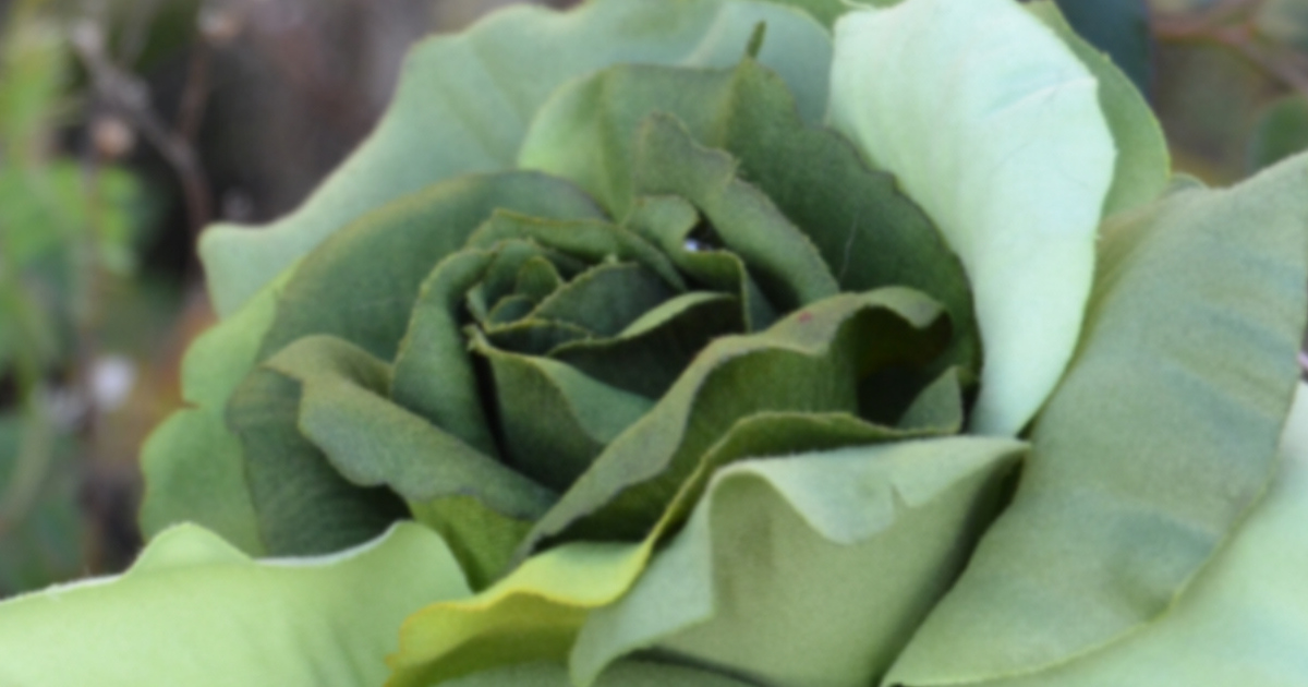 20 Unique Flowers That Will Surprise and Dazzle Guests + 11 Amazing ...