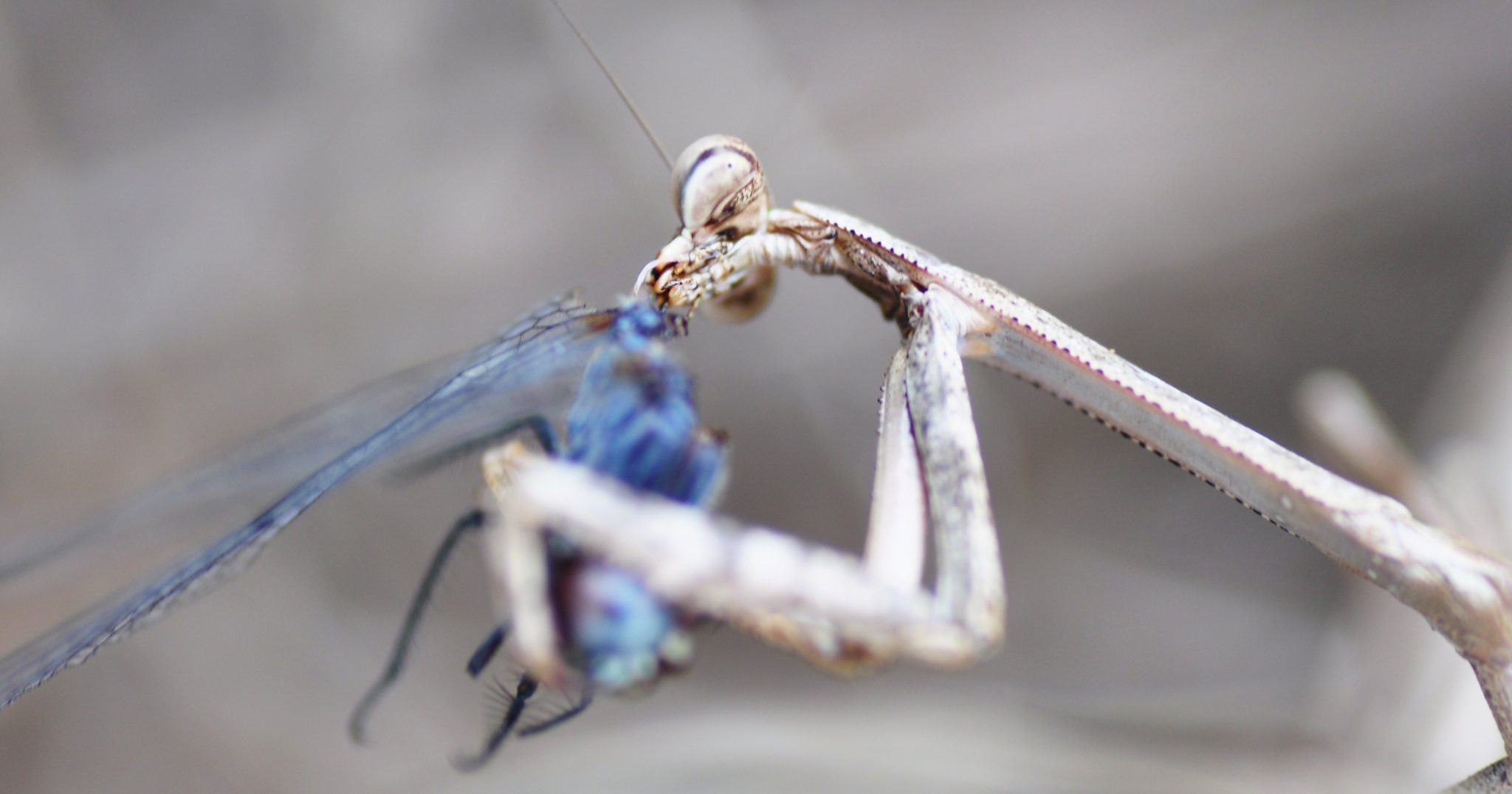 This Is Why You Shouldn't Buy Praying Mantis Eggs For Your Garden - The ...