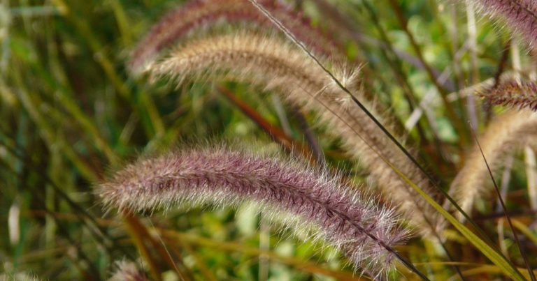 13 Best Plants for Steep Slopes - The Garden Magazine