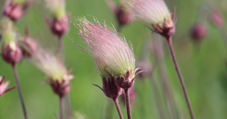 14 Prairie Flowers You Should Grow For a Beautiful Wildflower Meadow ...
