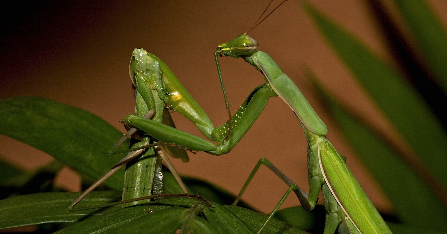 11 Reasons Why You Should Attract Praying Mantises To Your Garden - The ...