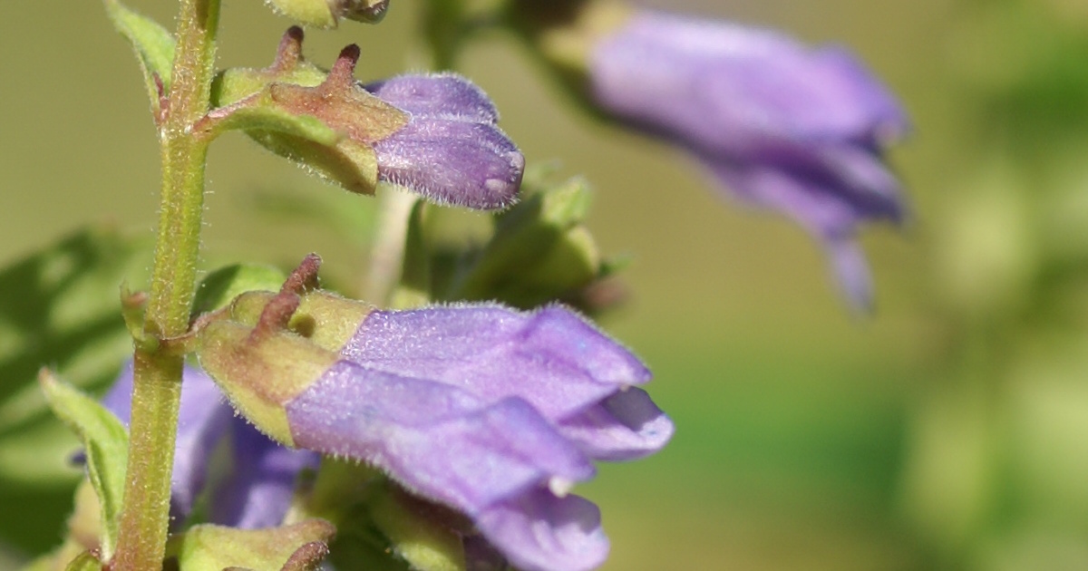 15 Plants That Help With Better Sleep and Relaxation - The Garden Magazine