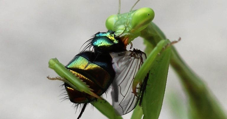 8 Ways To Attract Praying Mantises For Pest Control - The Garden Magazine