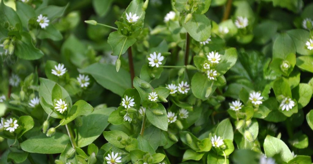 18 Edible Wild Plants You Can Grow In Your Garden - The Garden Magazine