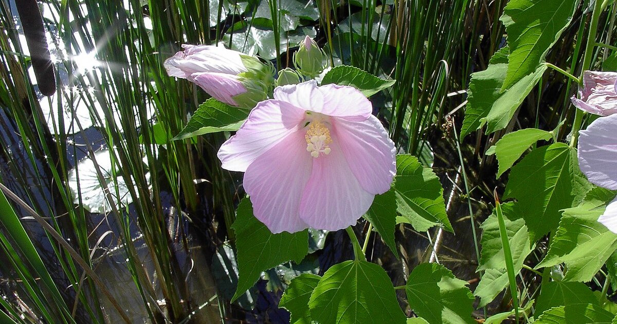 15 Perennial Flowers That Are Perfect For A Rain Garden - The Garden ...