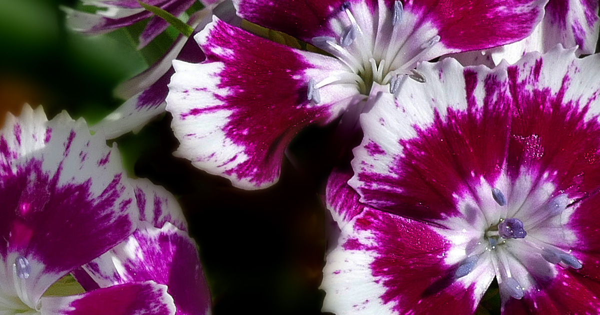 20 Rustic Flowers For The Ultimate Cottagecore Garden - The Garden Magazine