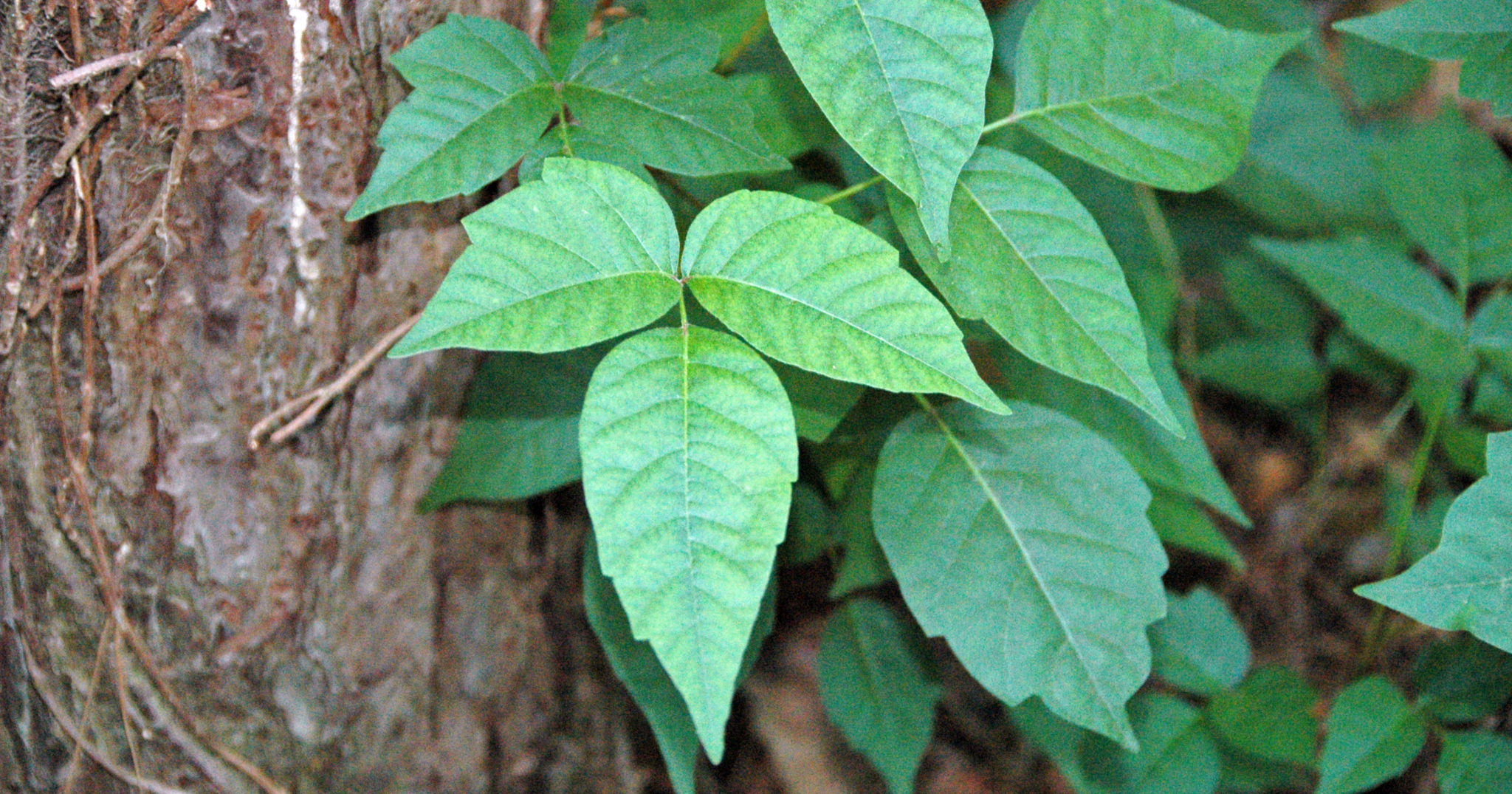 9 Plants That May Cause Allergies and Skin Irritations – Beware - The ...