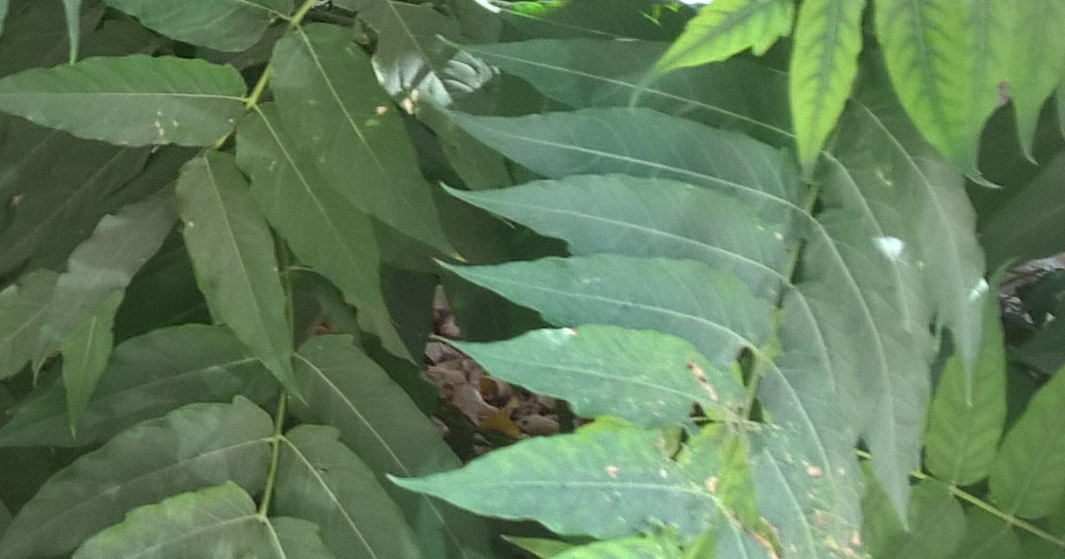 If You Find Any Of These 10 Invasive Plants In Your Yard, Remove Them ...