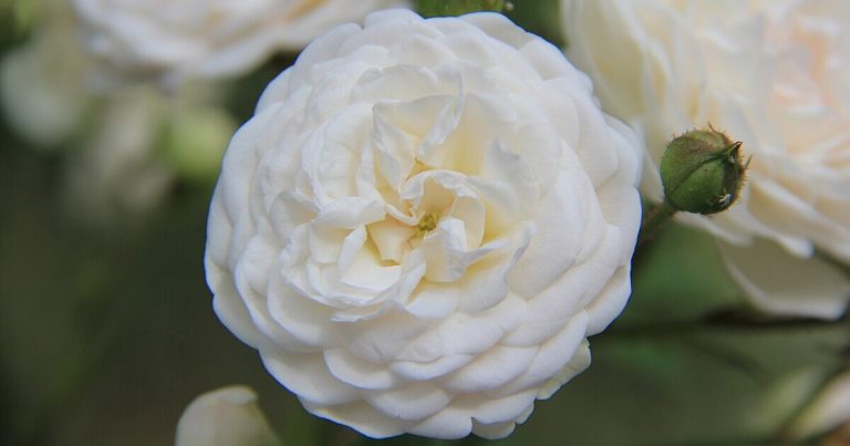 12 Flowers That Symbolize Forgiveness - The Garden Magazine