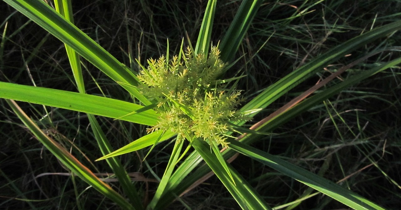 11 Common Weeds That Are Surprisingly Harmful - The Garden Magazine