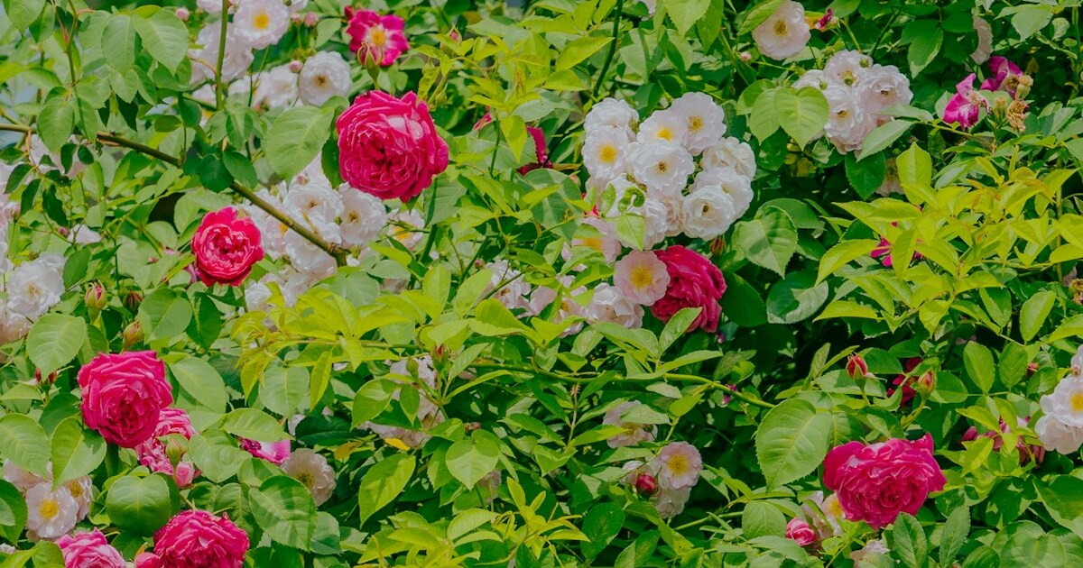 14 Worst Invasive Plants To Grow In Your Garden - The Garden Magazine