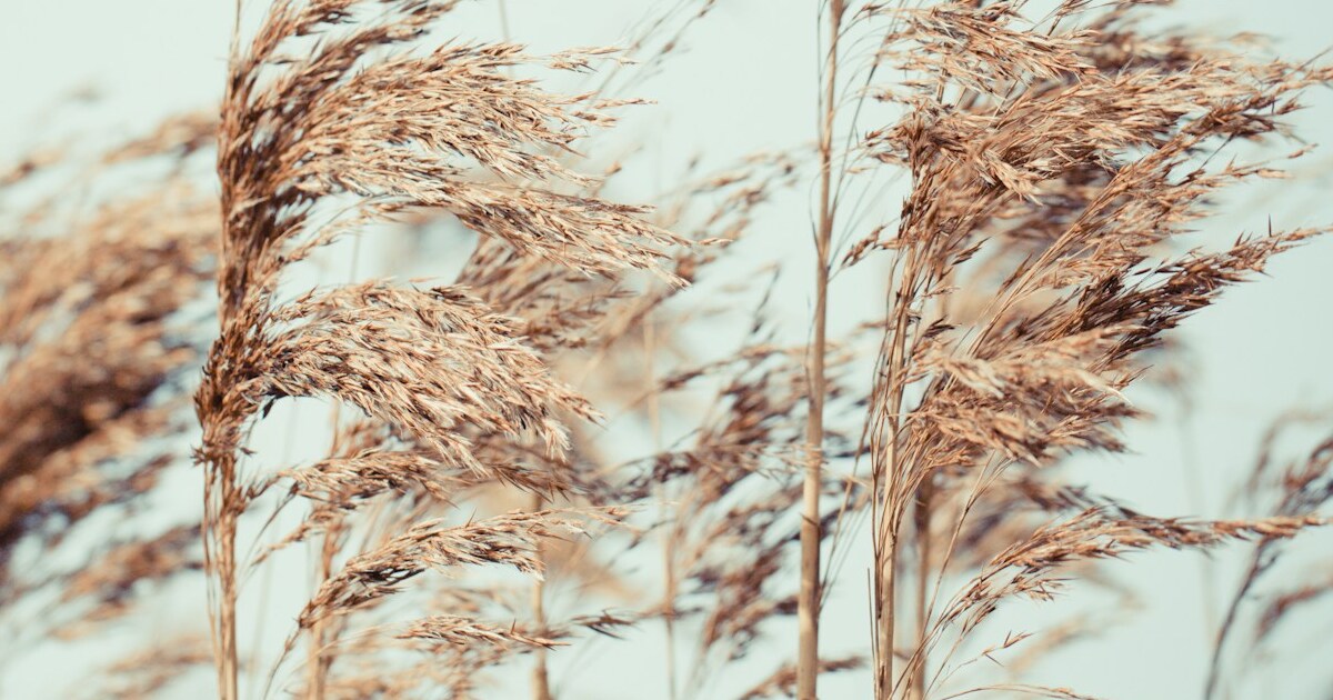 14 Worst Invasive Plants To Grow In Your Garden - The Garden Magazine