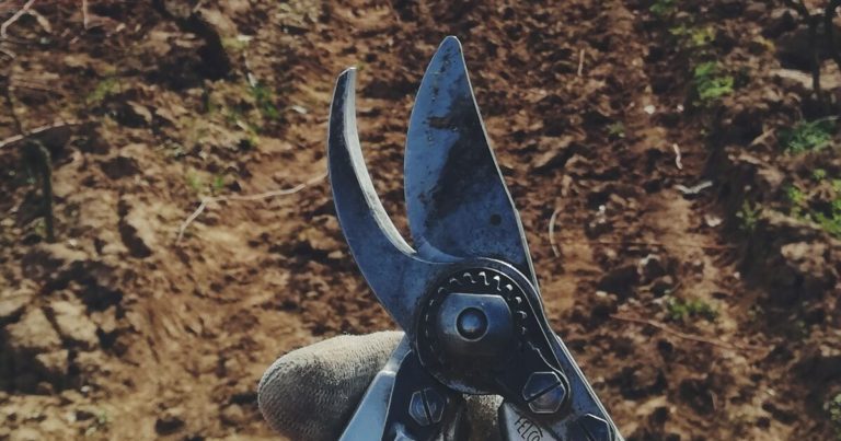 How To Fix And Prevent Tomato Root Rot - The Garden Magazine