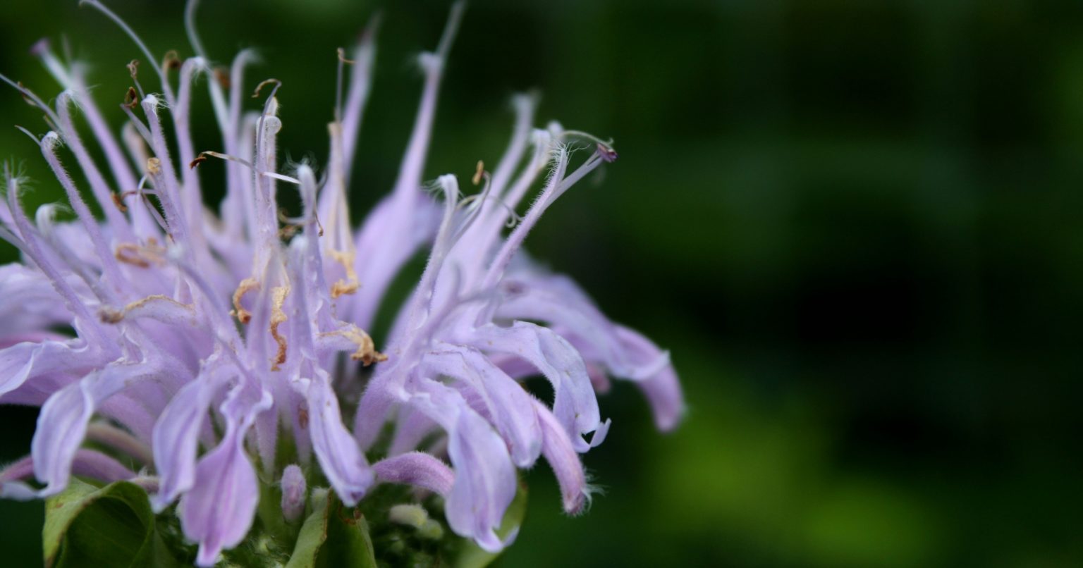 This Native Flower Makes A Great Digestive Tea (And Pollinators Love It ...
