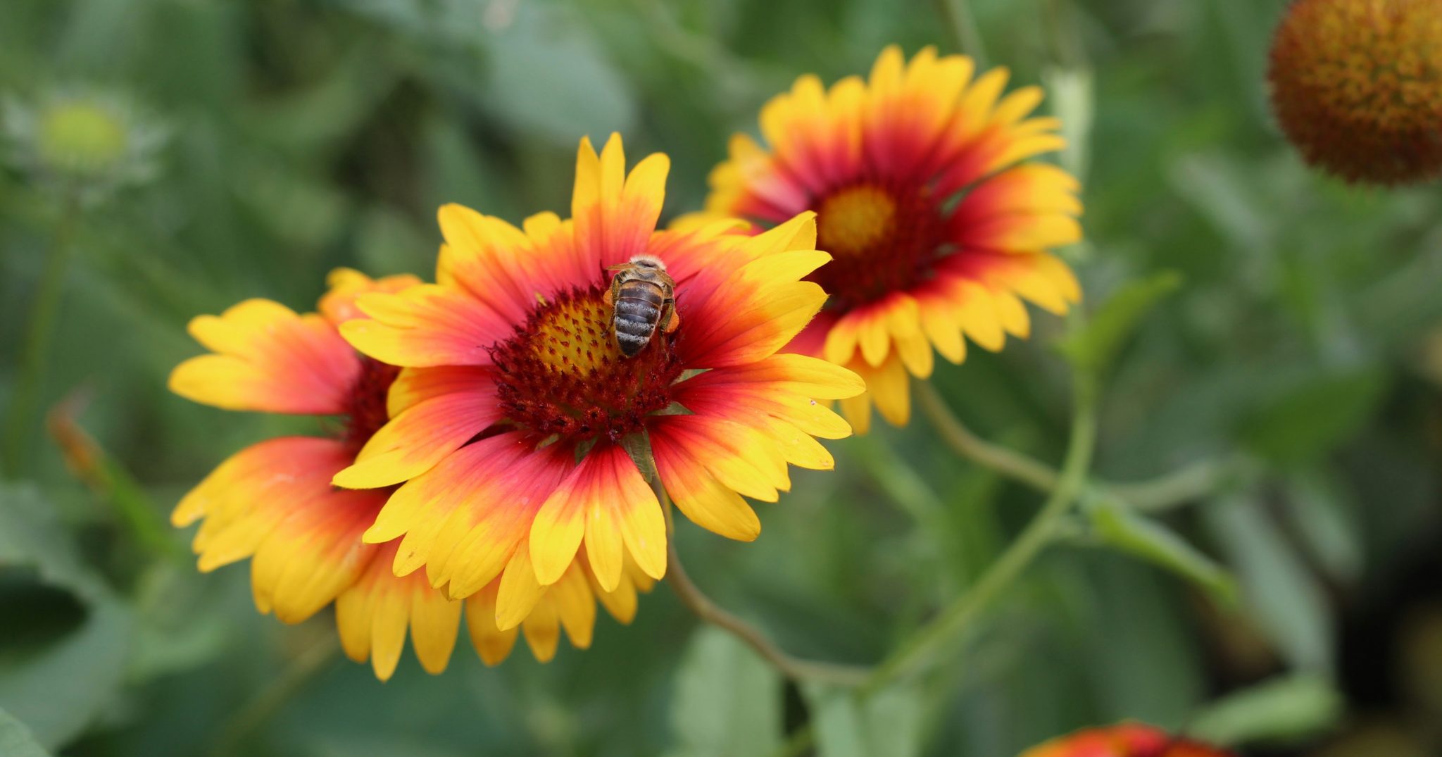 Grow These 15 Perennial Flowers Native to Colorado - The Garden Magazine