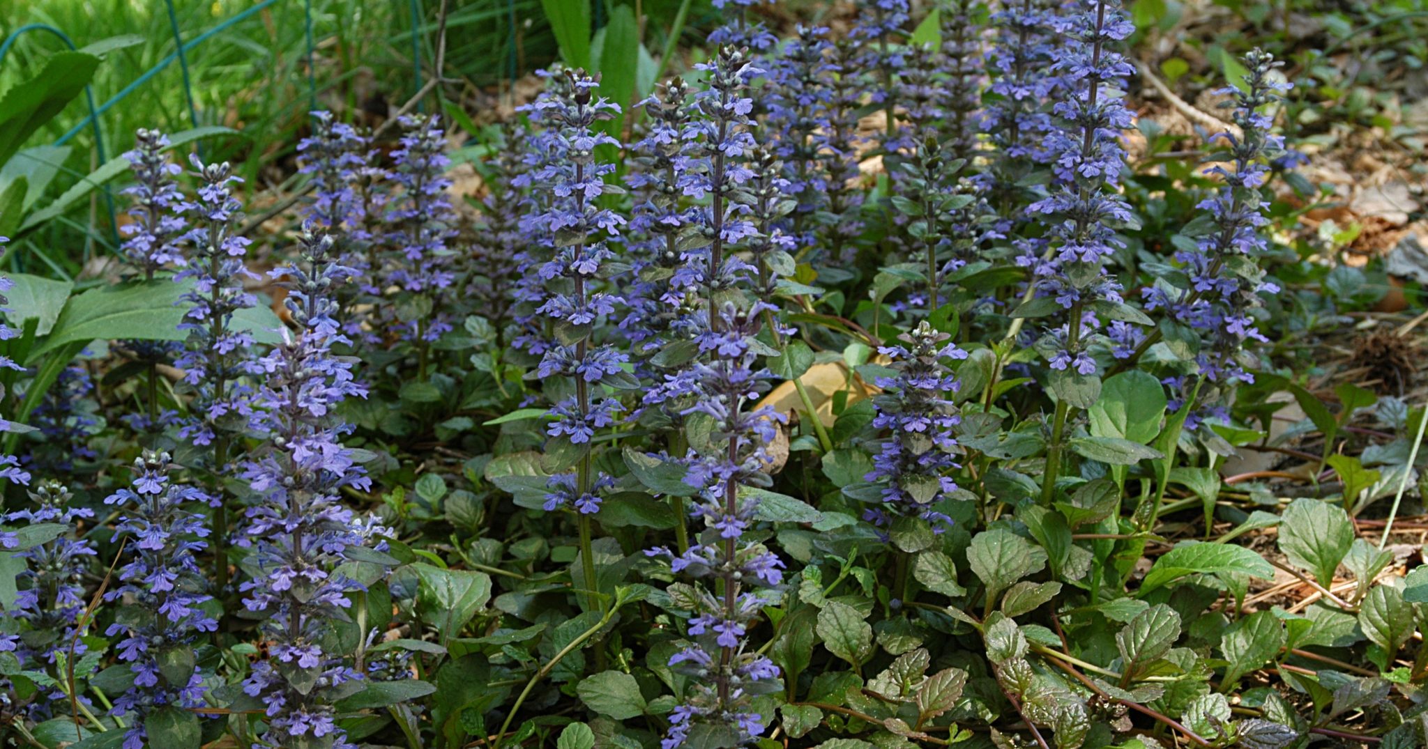 12 Fast-Growing Ground Covers That Choke Out Weeds - The Garden Magazine