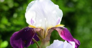 14 Beautiful Plants with Sword Shaped Leaves - The Garden Magazine