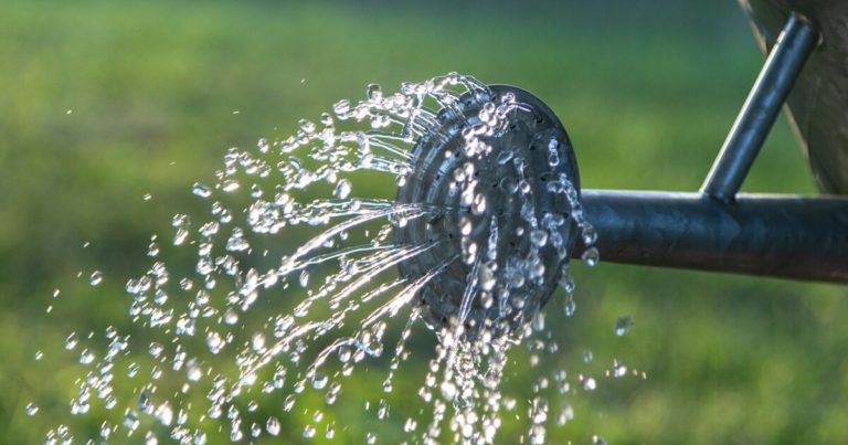 Avoid These 11 Common Gardening Mistakes With Zucchini - The Garden ...