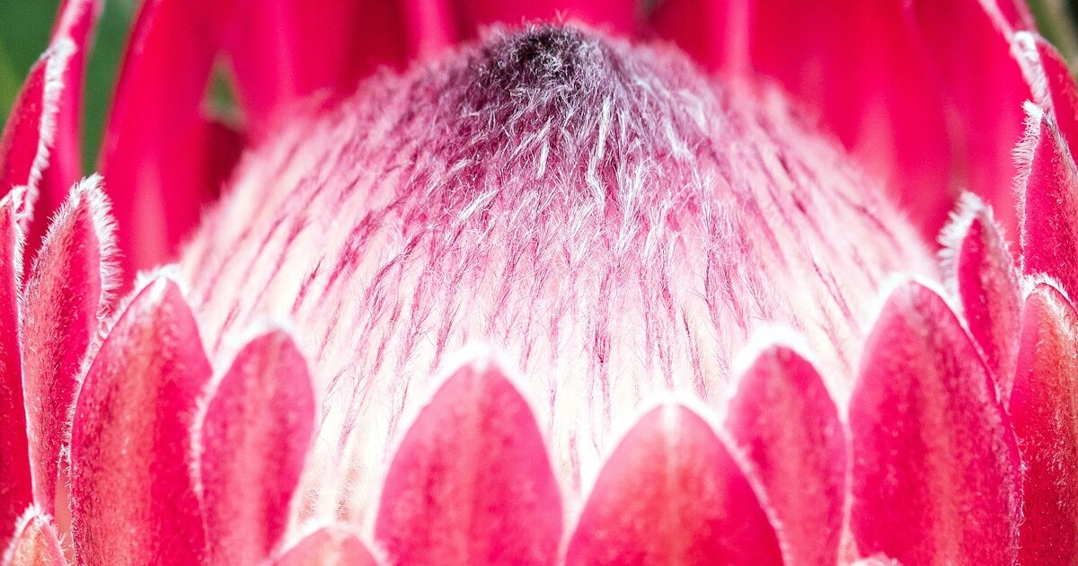 20 Unique Flowers That Will Surprise and Dazzle Guests + 11 Amazing ...