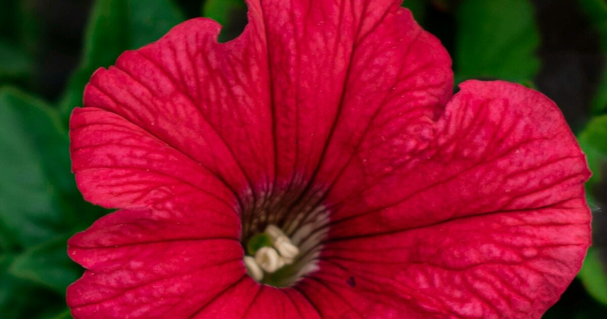 10 Red, White, and Blue Flowers For Your Patriotic Garden - The Garden ...