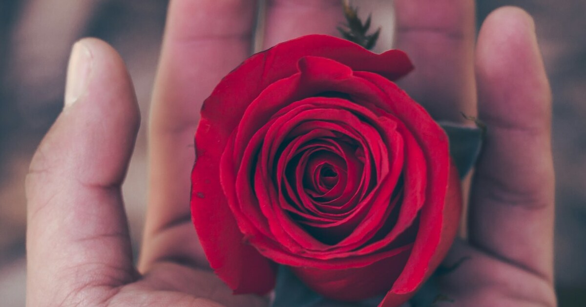 15 Tips for Growing Beautiful Roses - The Garden Magazine