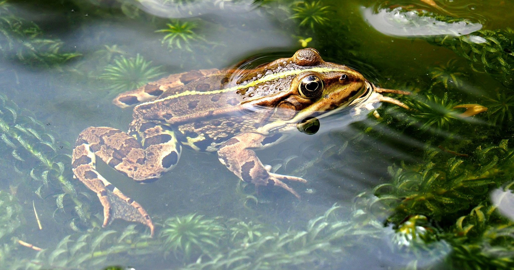 8 Animals & Insects That Eat Mosquitoes (And How To Attract Them) - The ...