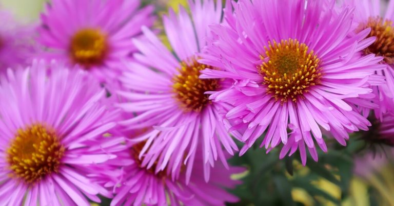 14 Prairie Flowers You Should Grow For a Beautiful Wildflower Meadow ...