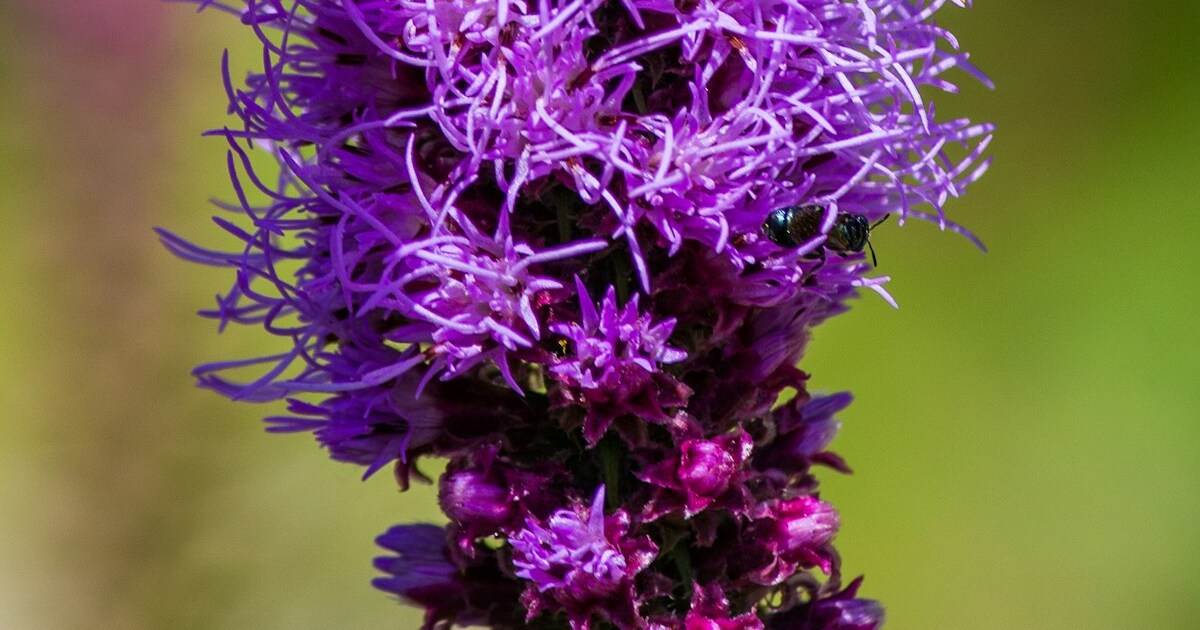 14 Prairie Flowers You Should Grow For a Beautiful Wildflower Meadow ...