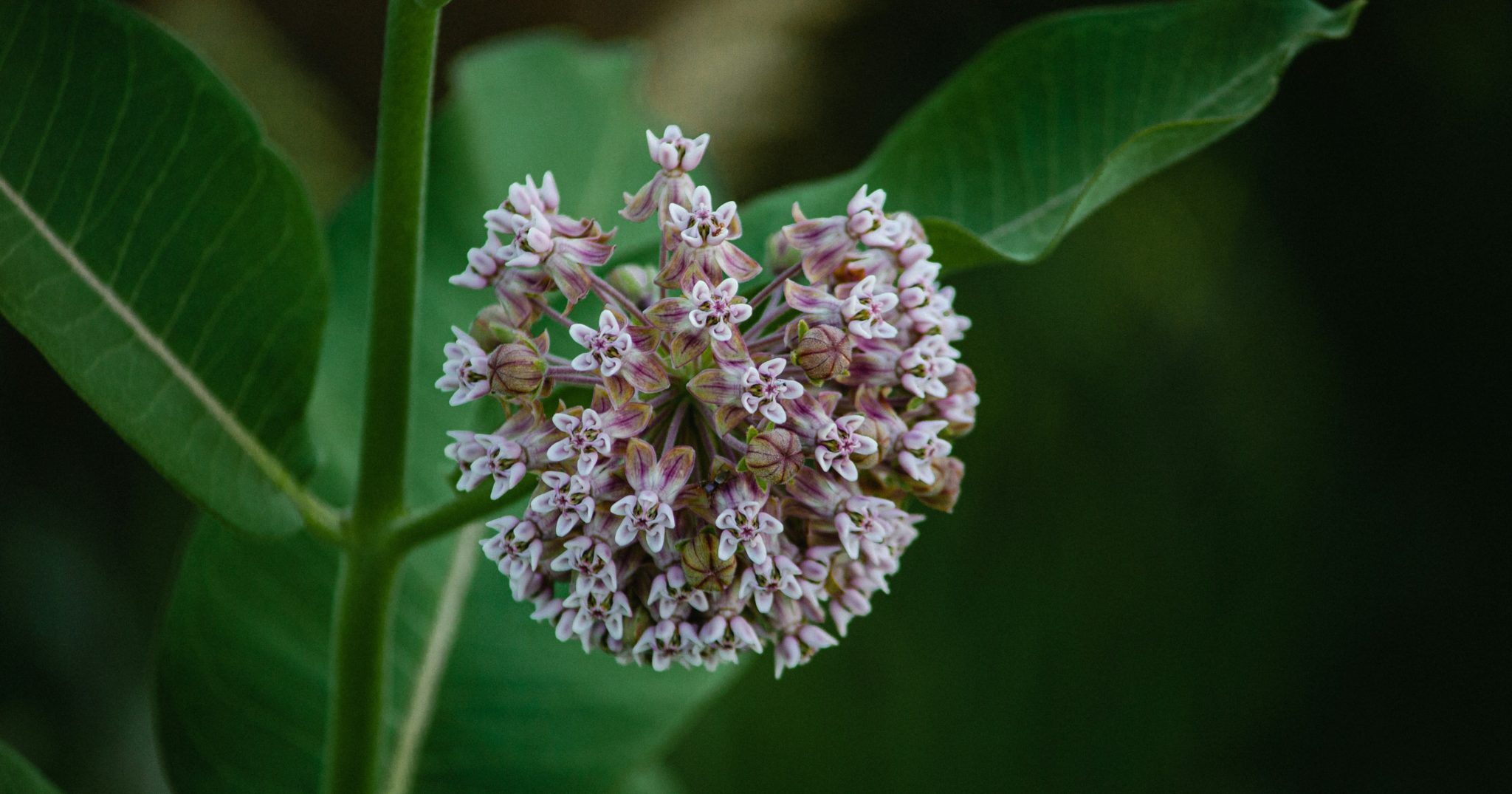 Is Milkweed Invasive? Let's Bust Some Common Milkweed Myths - The ...
