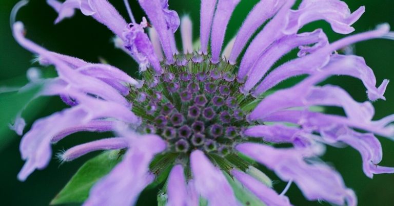 This Native Flower Makes A Great Digestive Tea (And Pollinators Love It ...