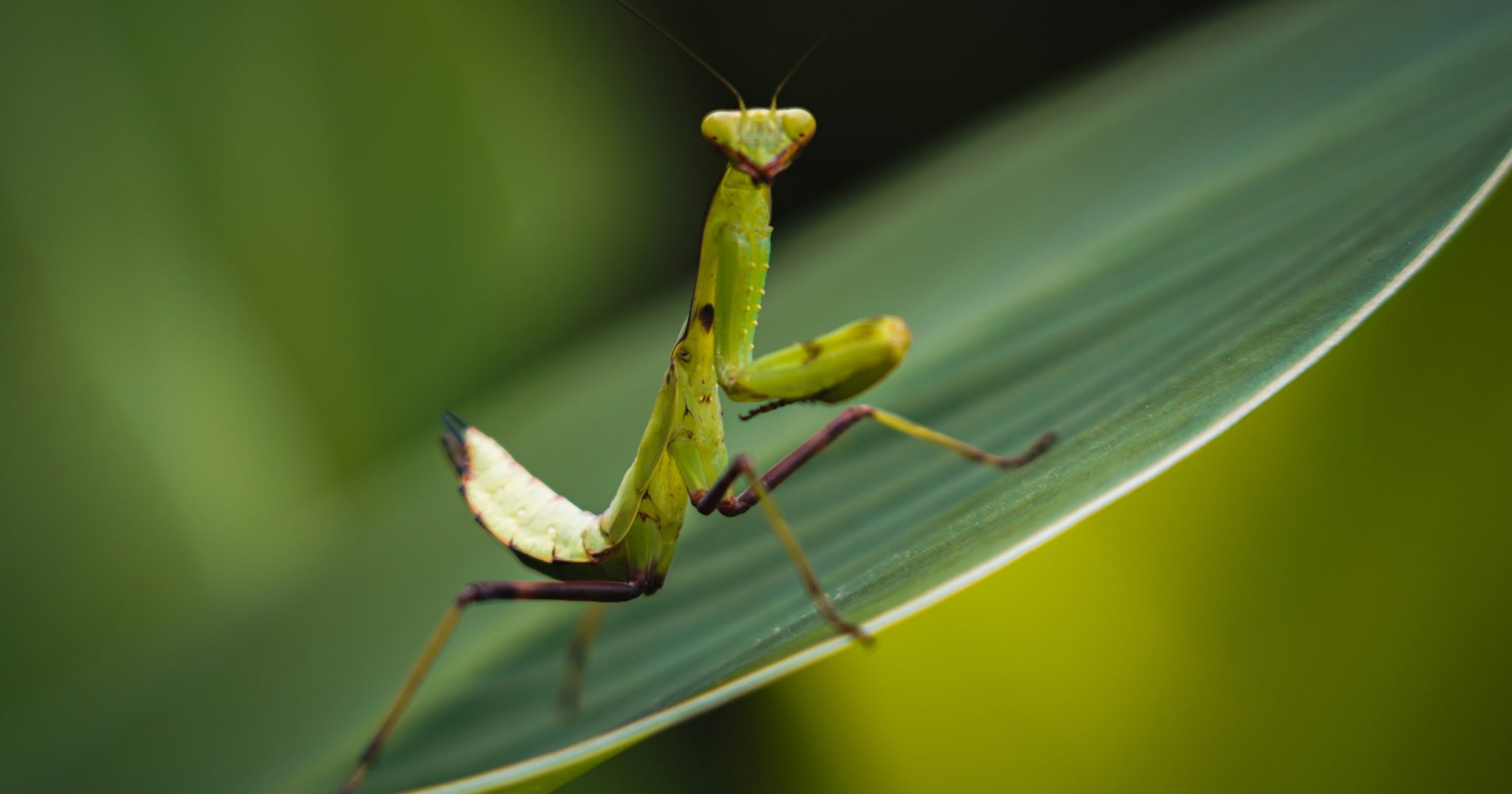This Is Why You Shouldn't Buy Praying Mantis Eggs For Your Garden - The ...